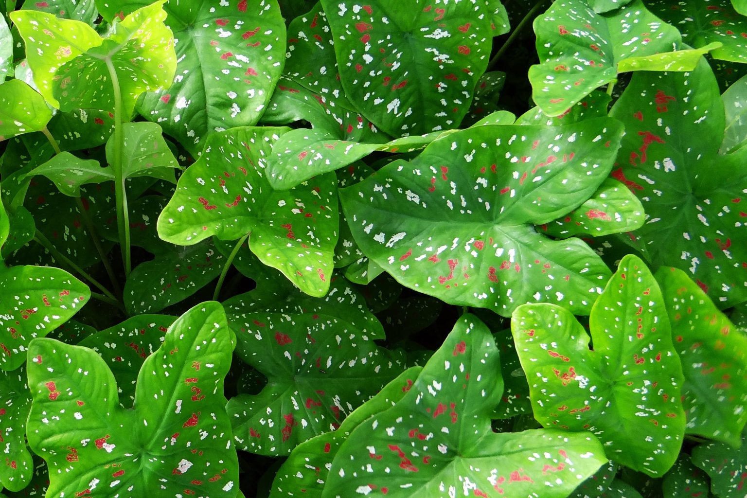 6 Best Philippine Plants for Landscaping | VIMI