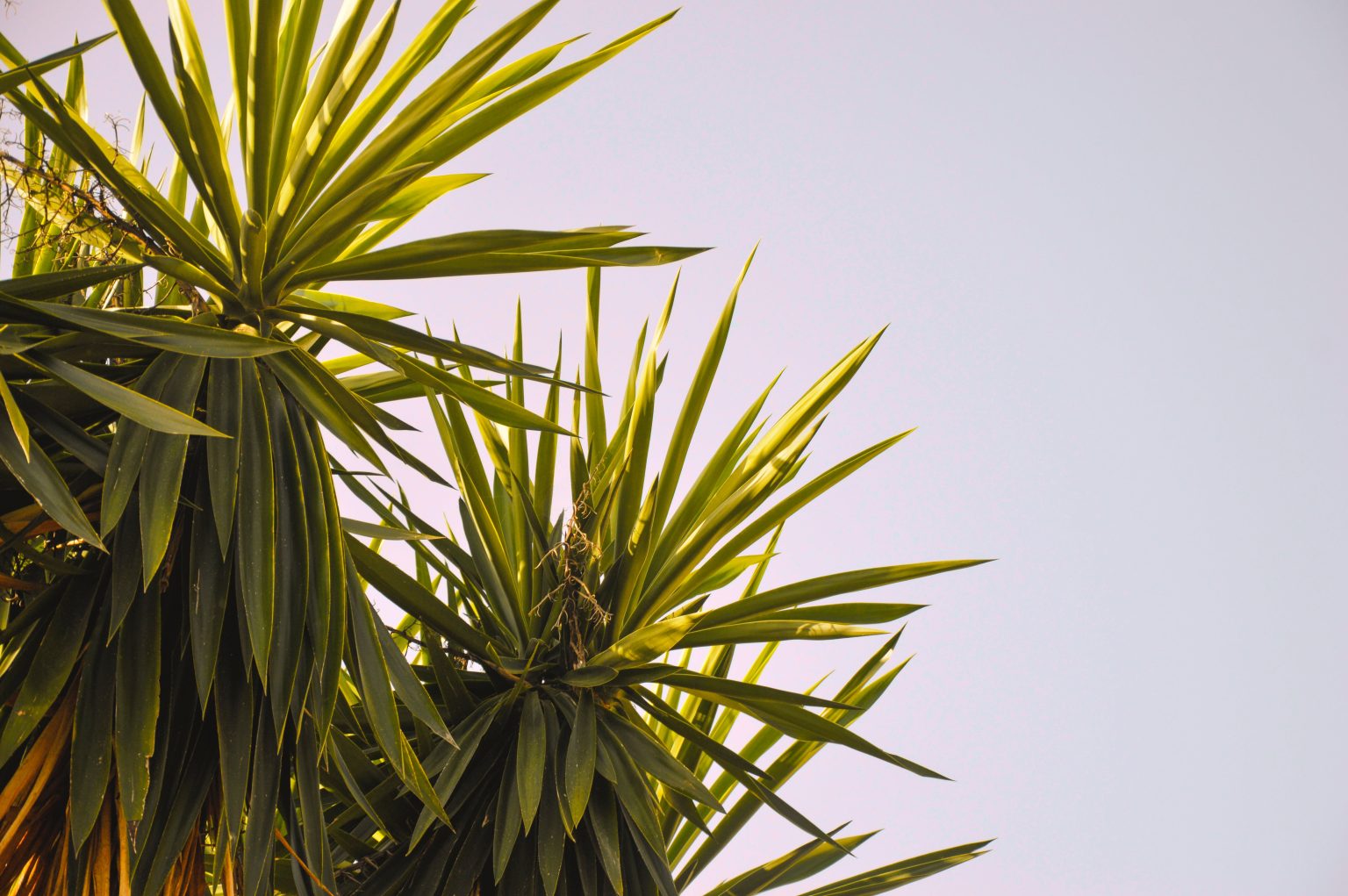 6 Best Philippine Plants for Landscaping | VIMI