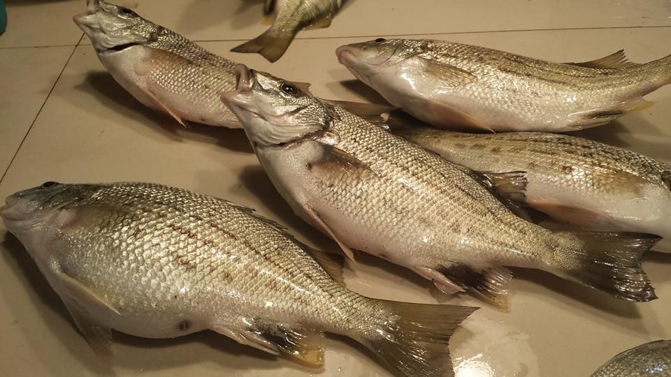 7 Best Cagayan de Oro Food You Need to Try! | VIMI